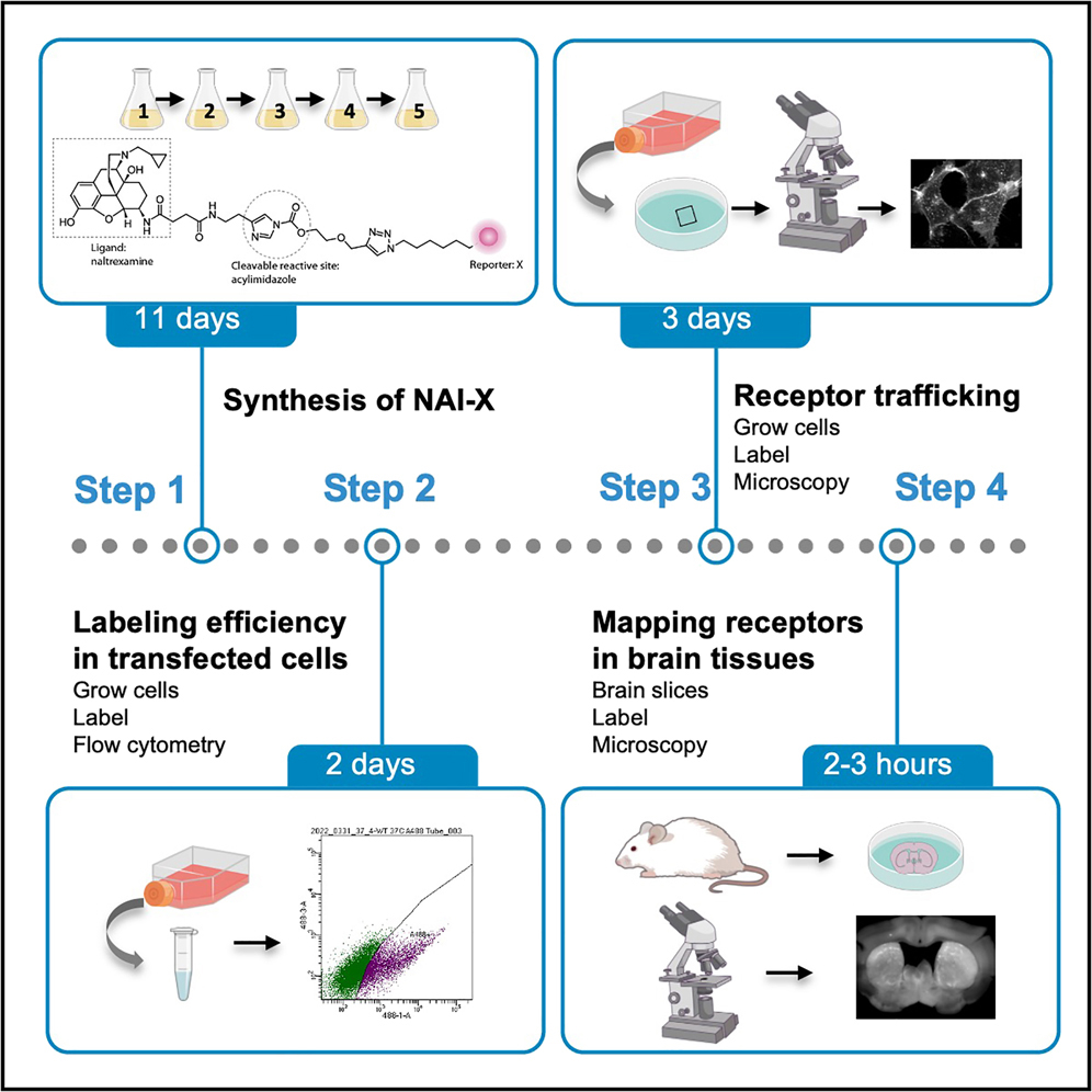 Cell Press: STAR Protocols