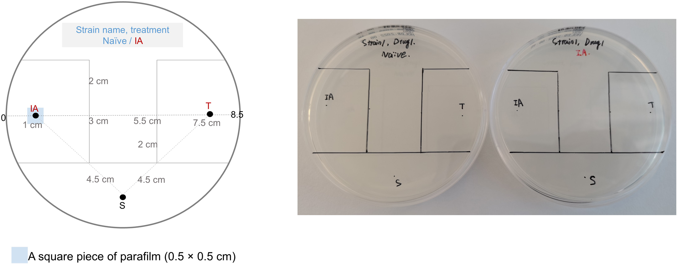 Cell Press: STAR Protocols