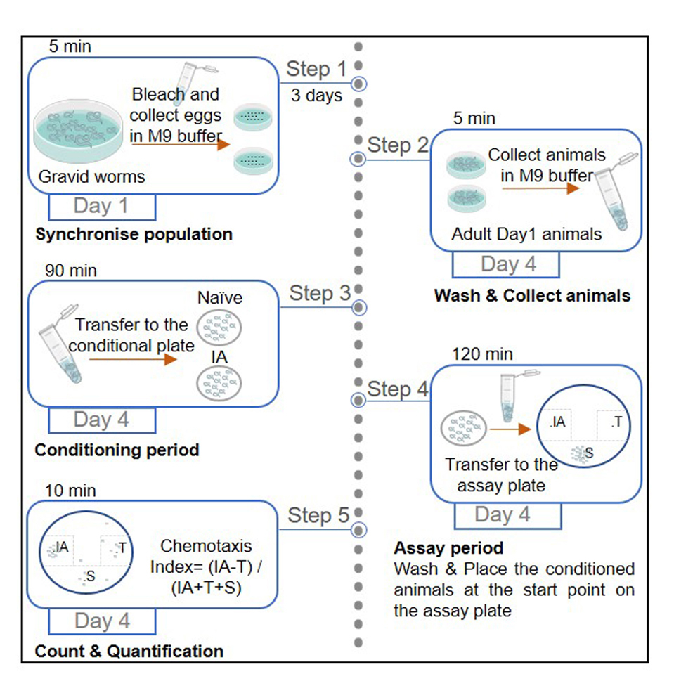 Cell Press: STAR Protocols