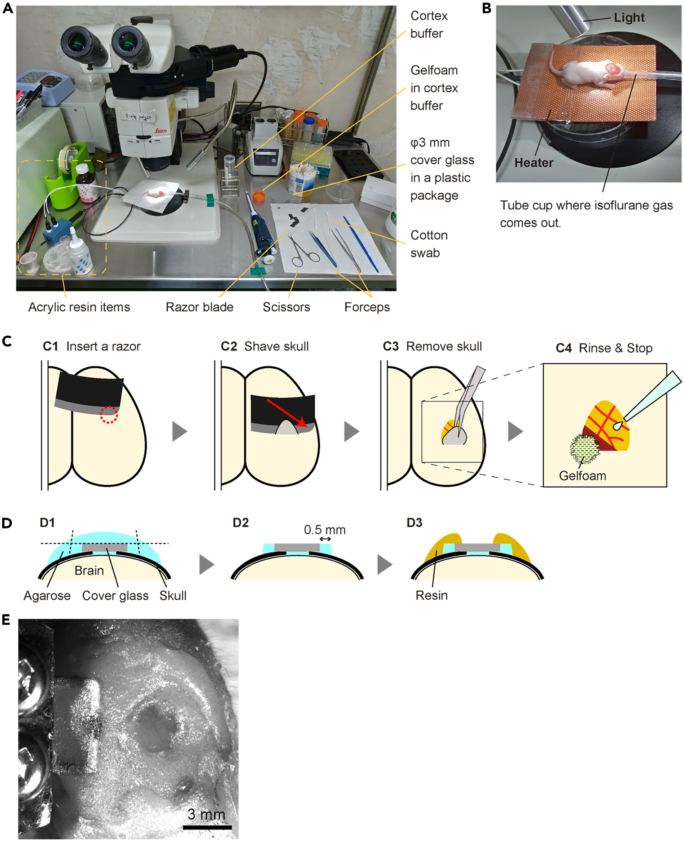 Cell Press: STAR Protocols