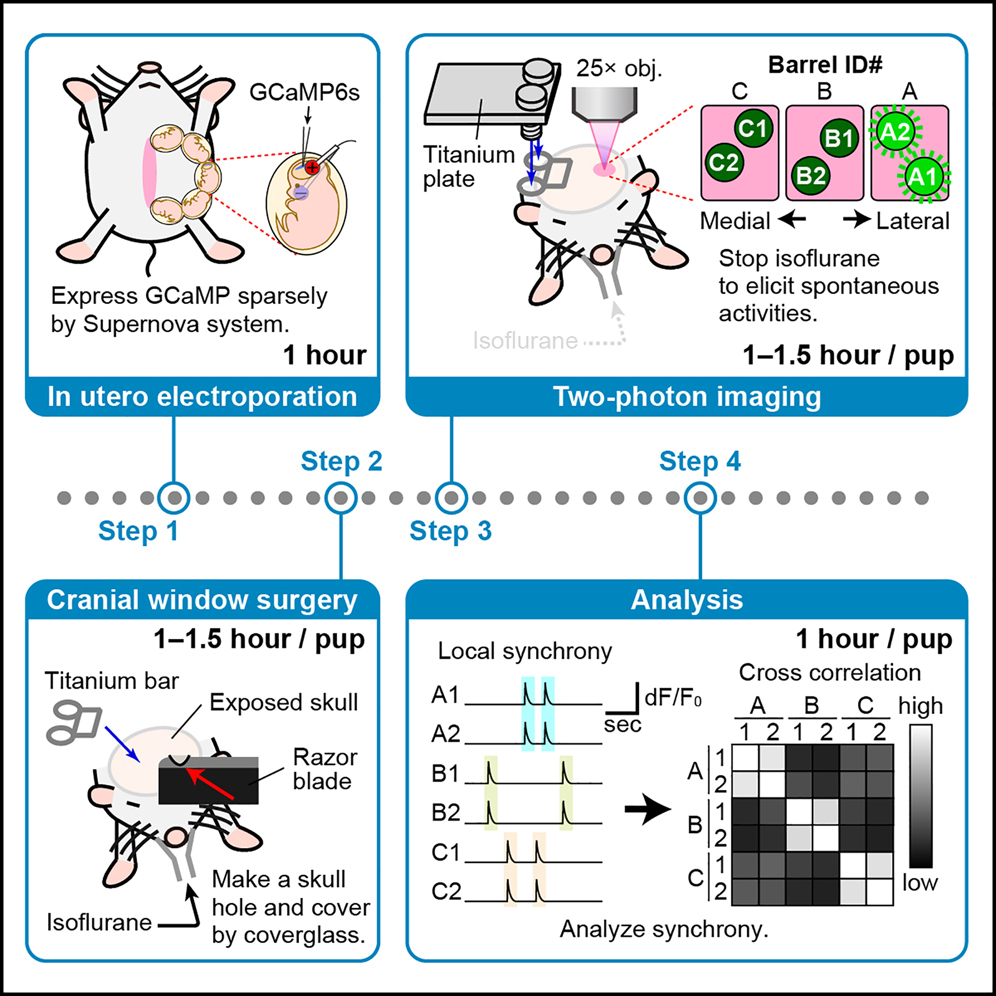 Cell Press: STAR Protocols