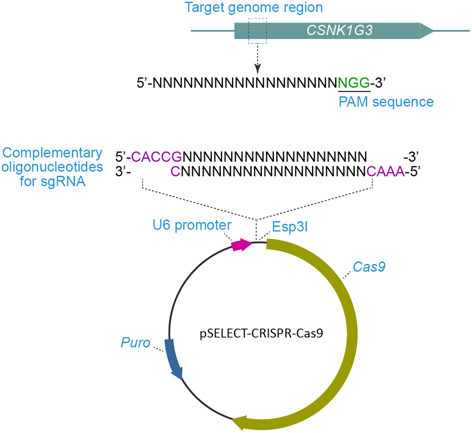 Cell Press: STAR Protocols