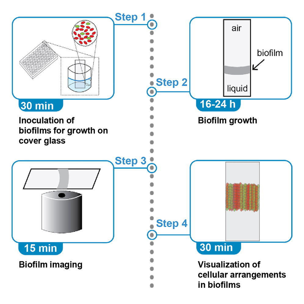 Cell Press: STAR Protocols