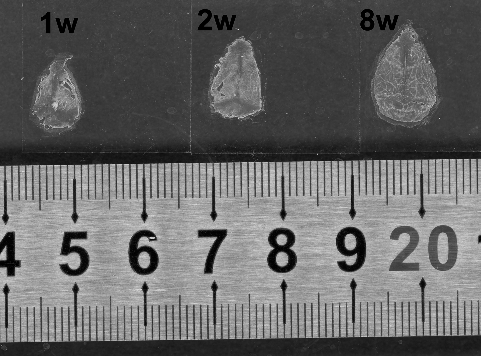 Cell Press: STAR Protocols