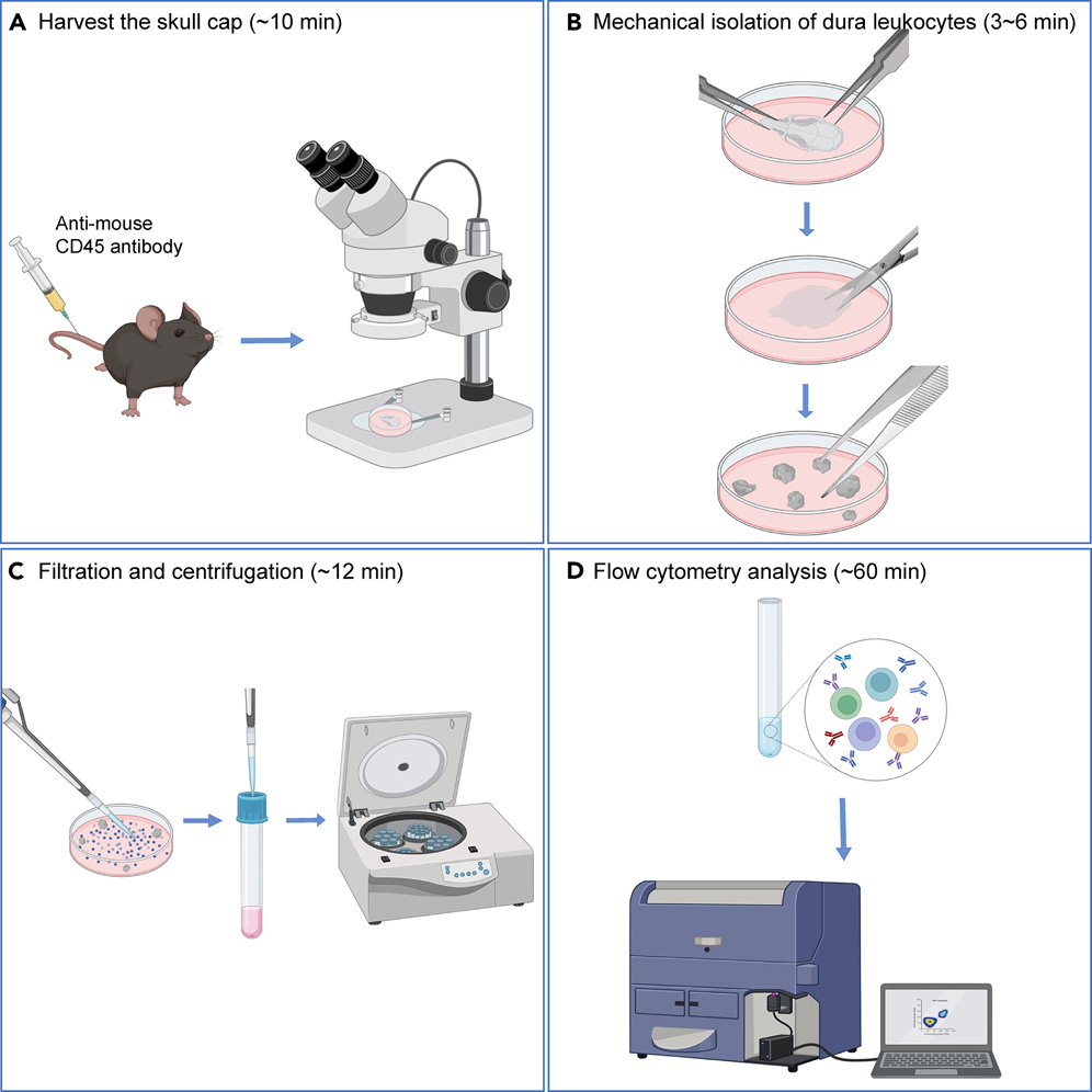 Cell Press: STAR Protocols