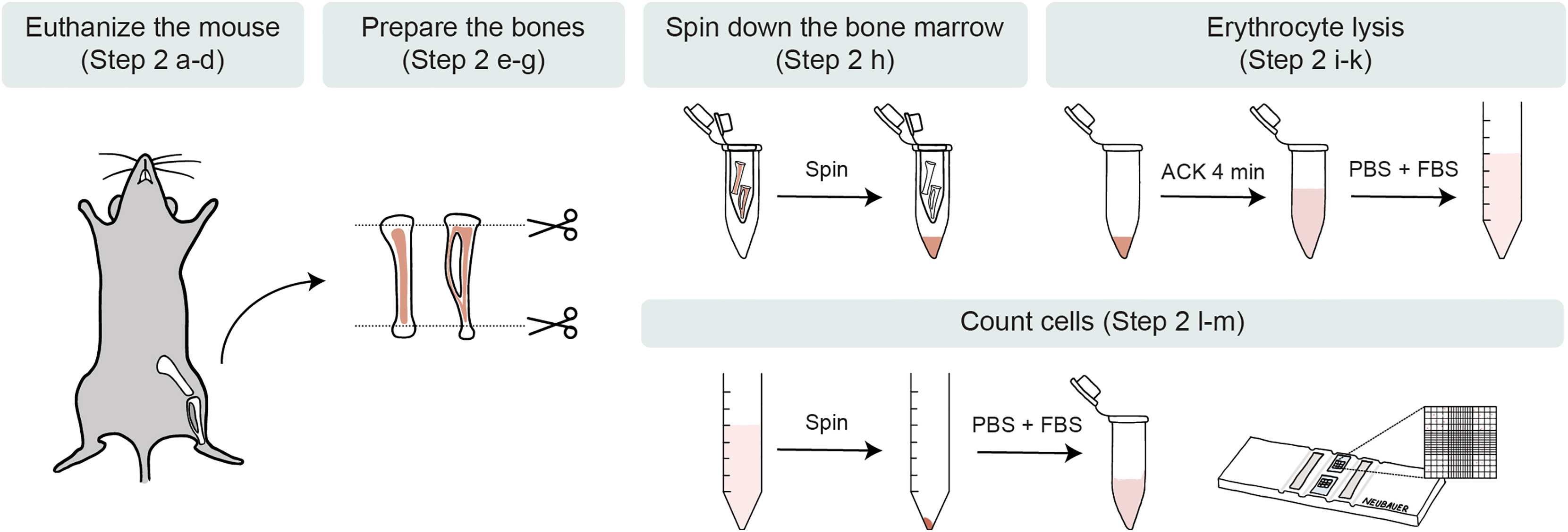 Cell Press: STAR Protocols