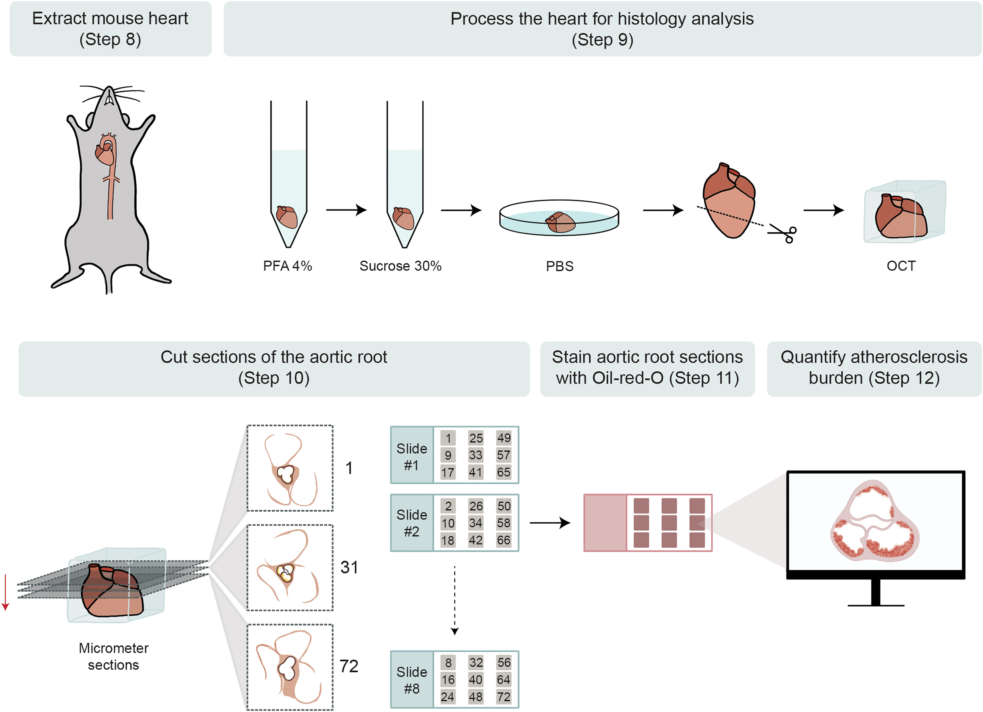 Cell Press: STAR Protocols