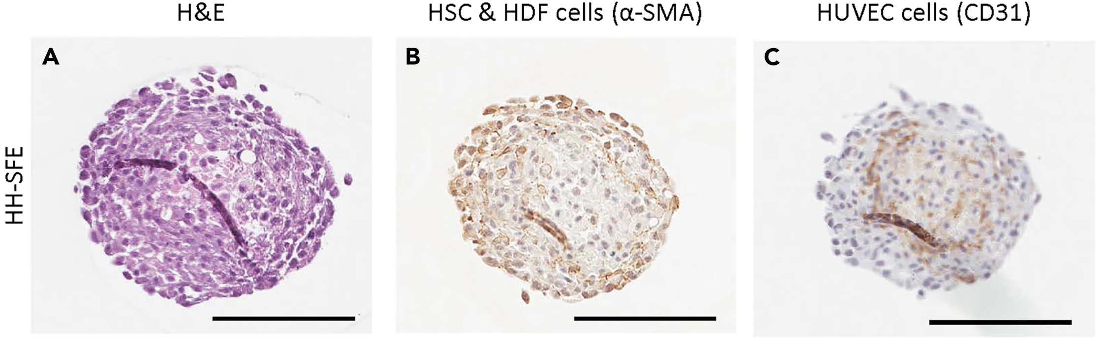 Cell Press: STAR Protocols