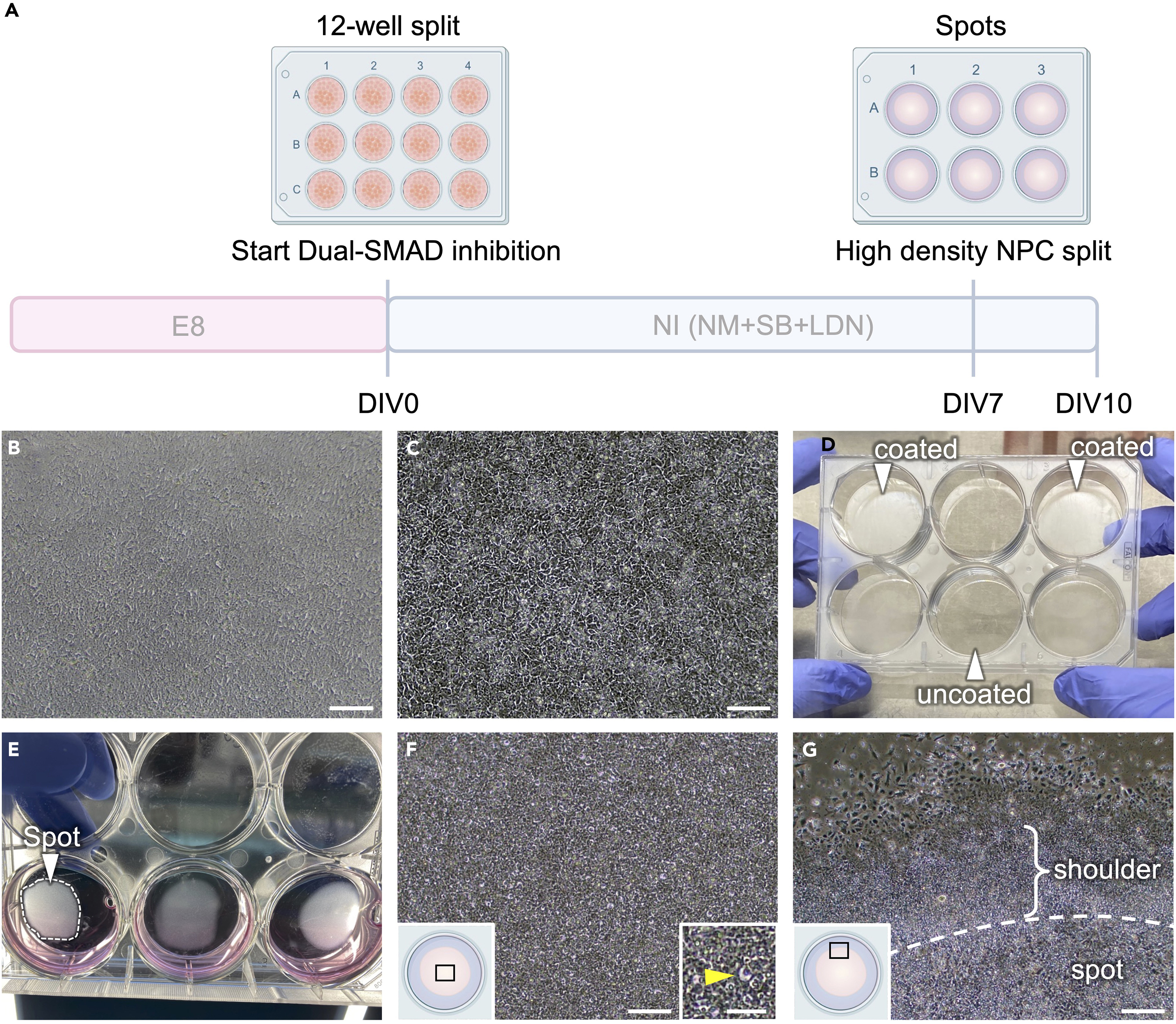 Cell Press: STAR Protocols