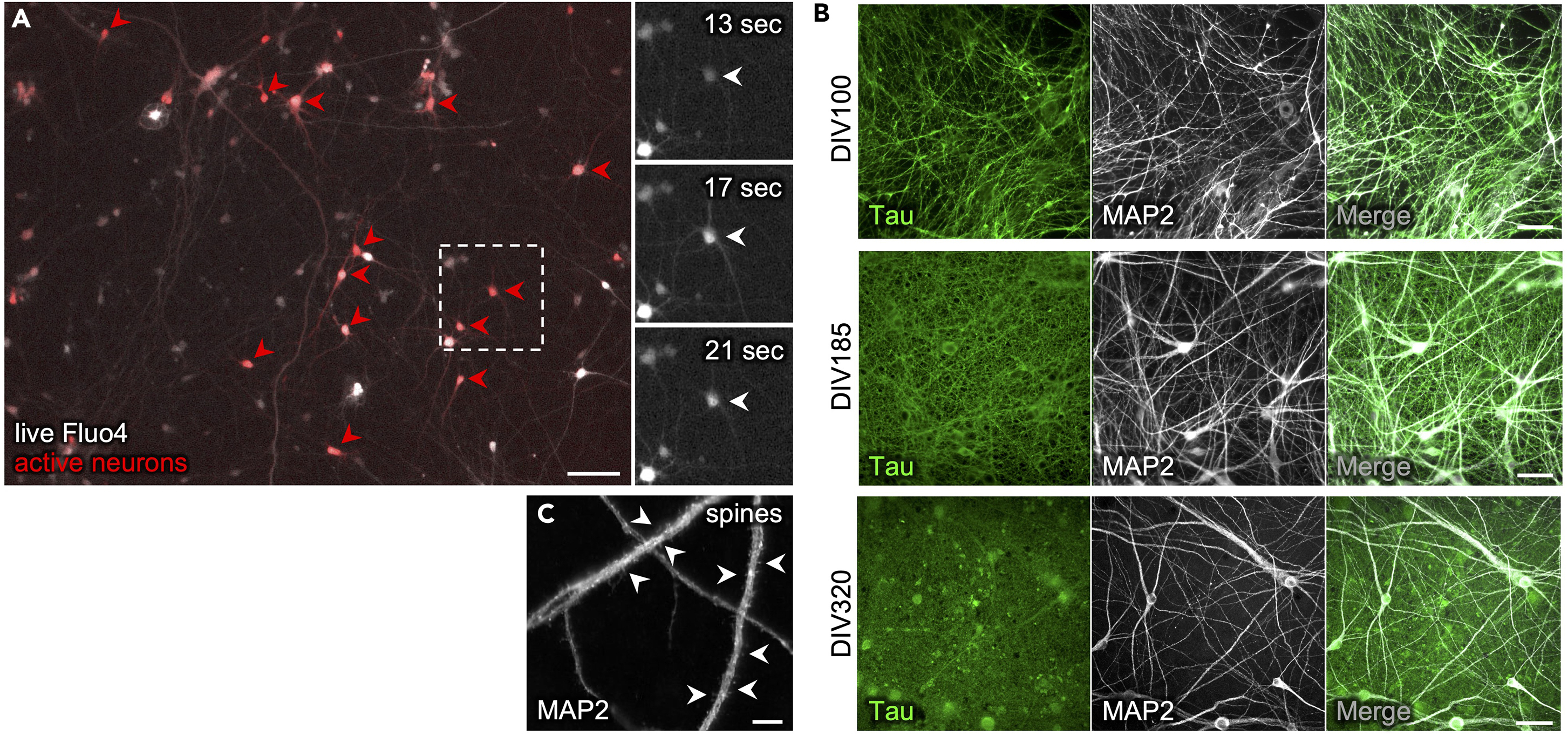 Cell Press: STAR Protocols