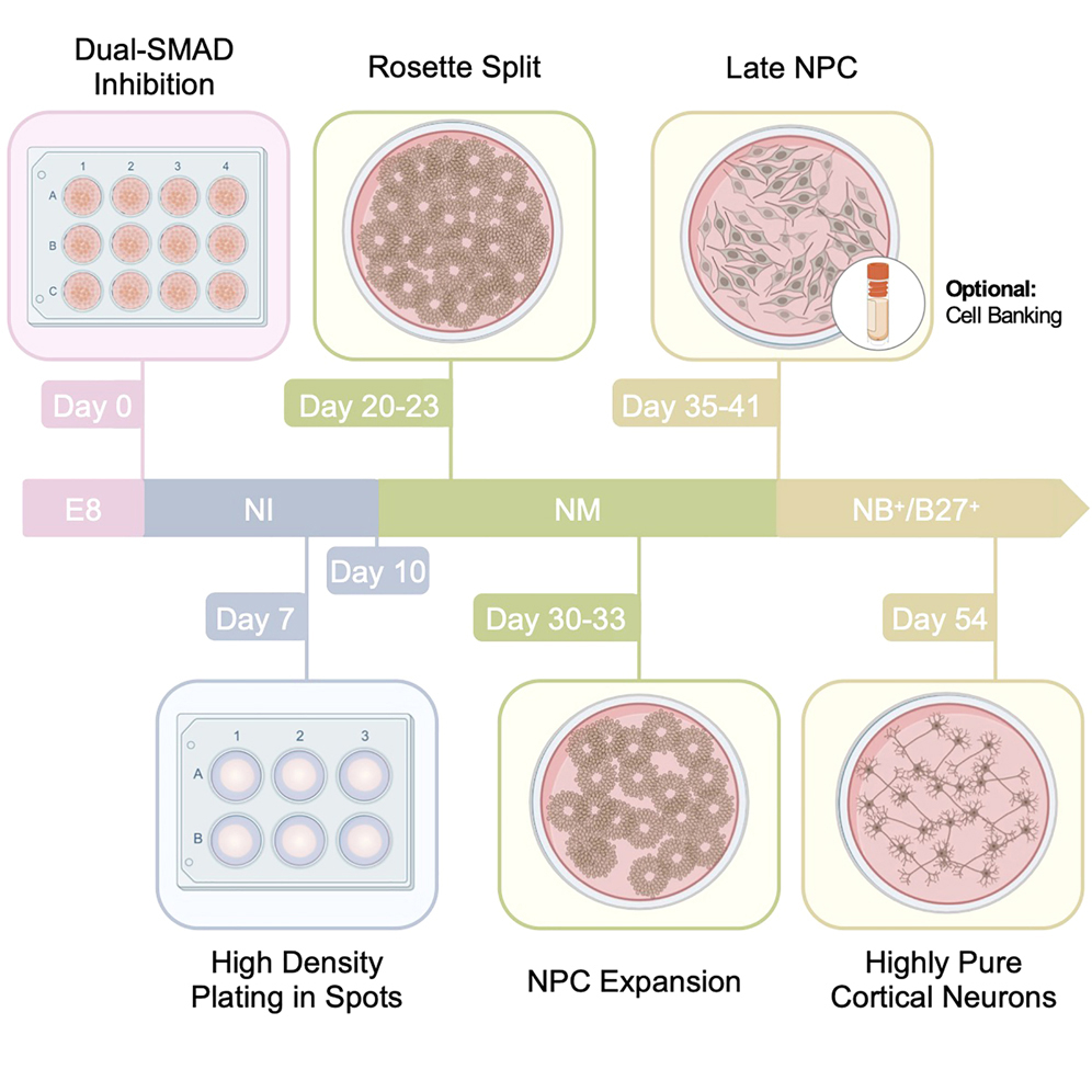 Cell Press: STAR Protocols
