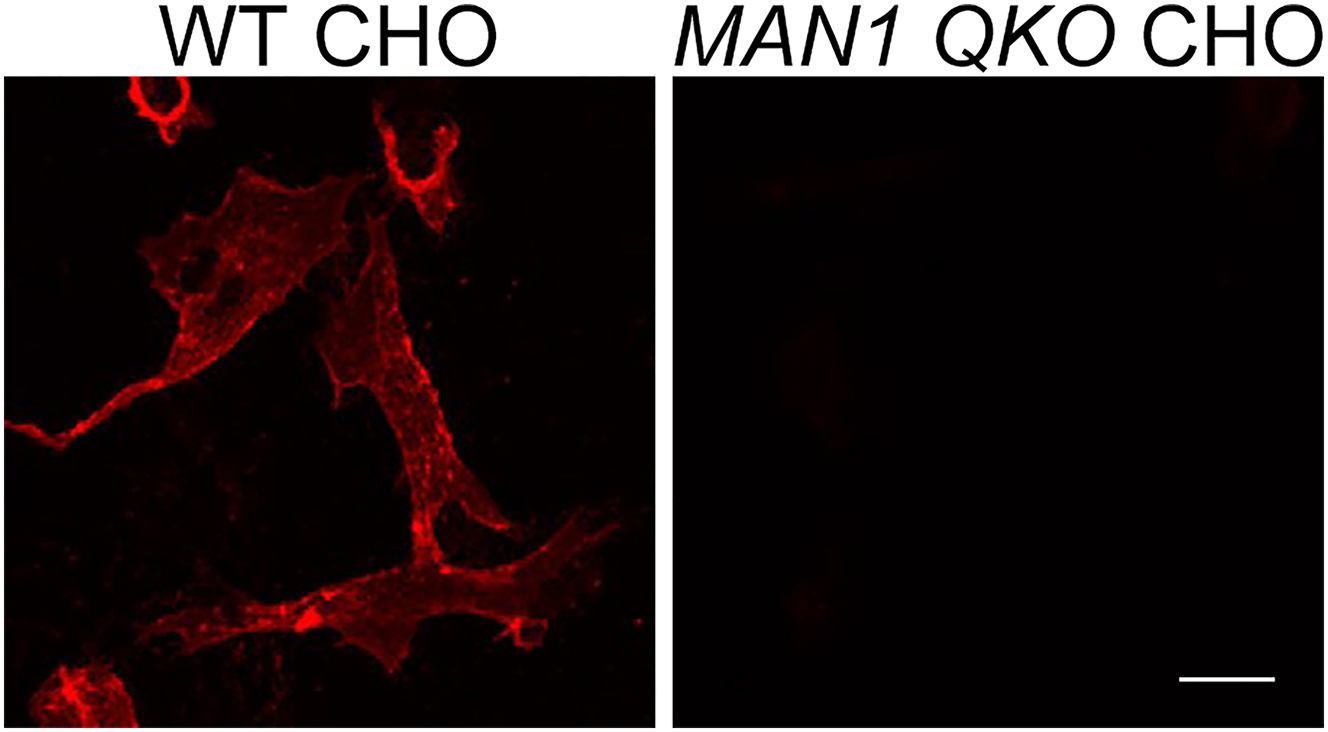 Cell Press: STAR Protocols