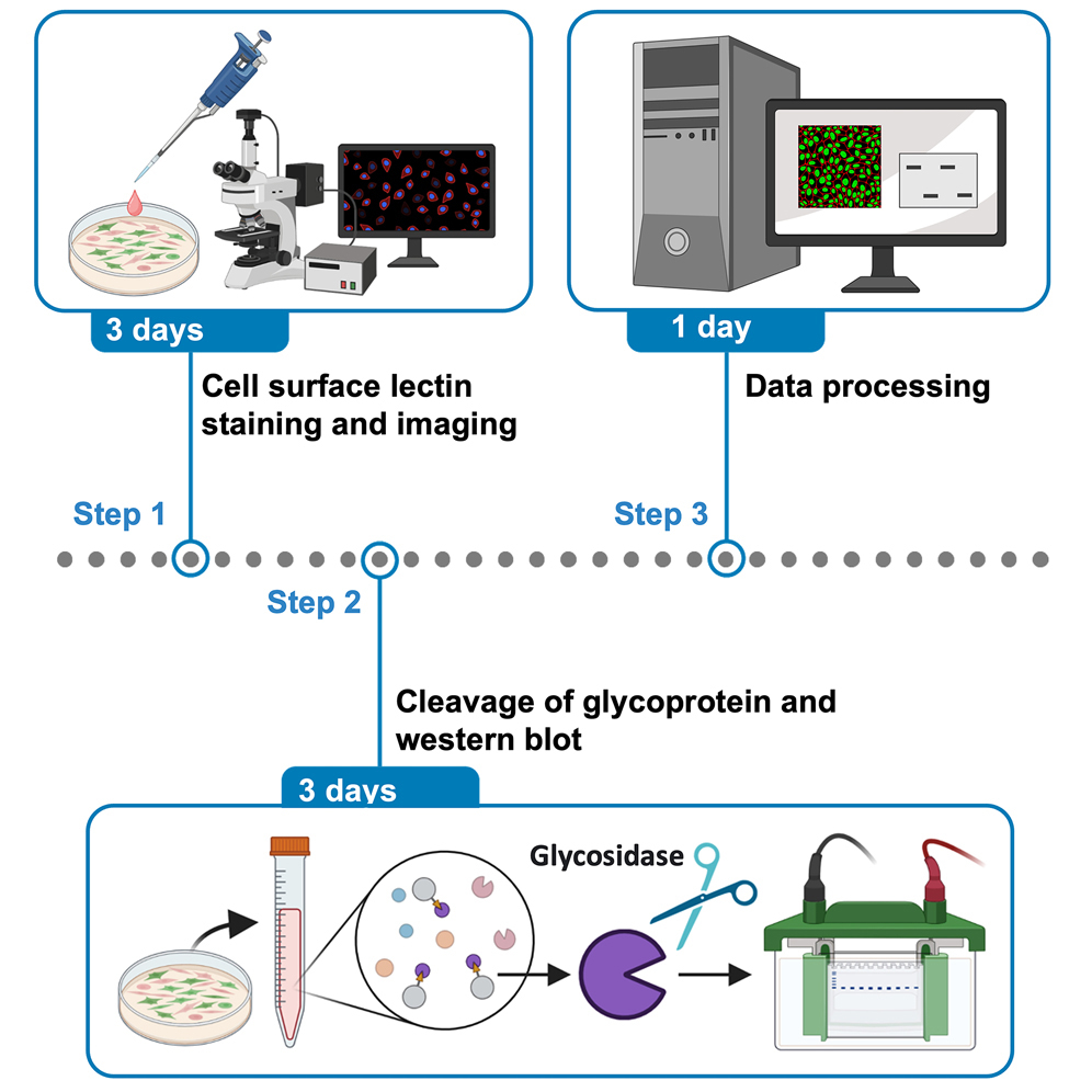 Cell Press: STAR Protocols