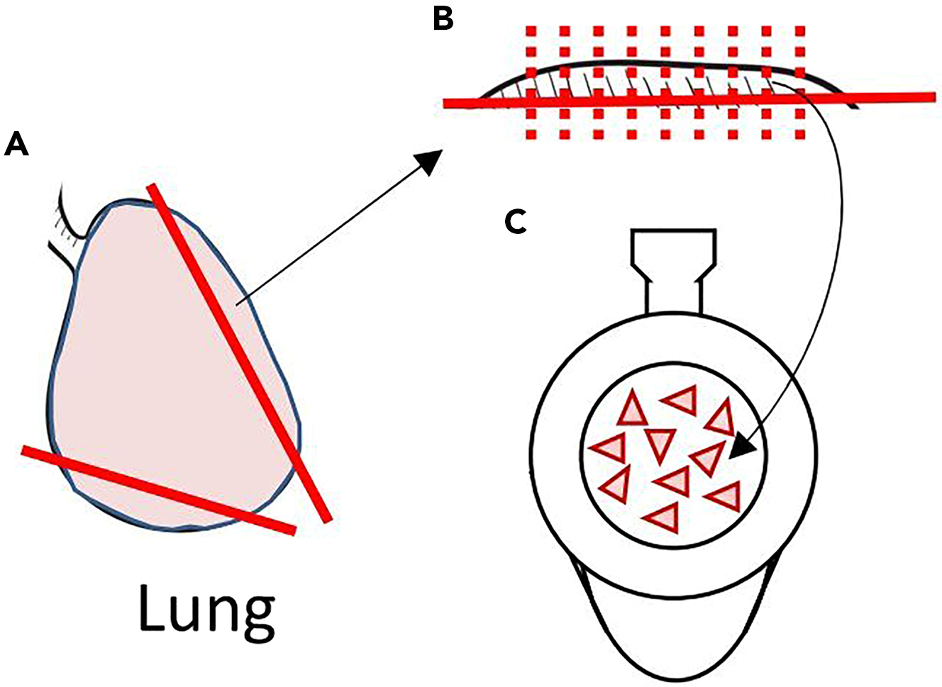 Cell Press: STAR Protocols