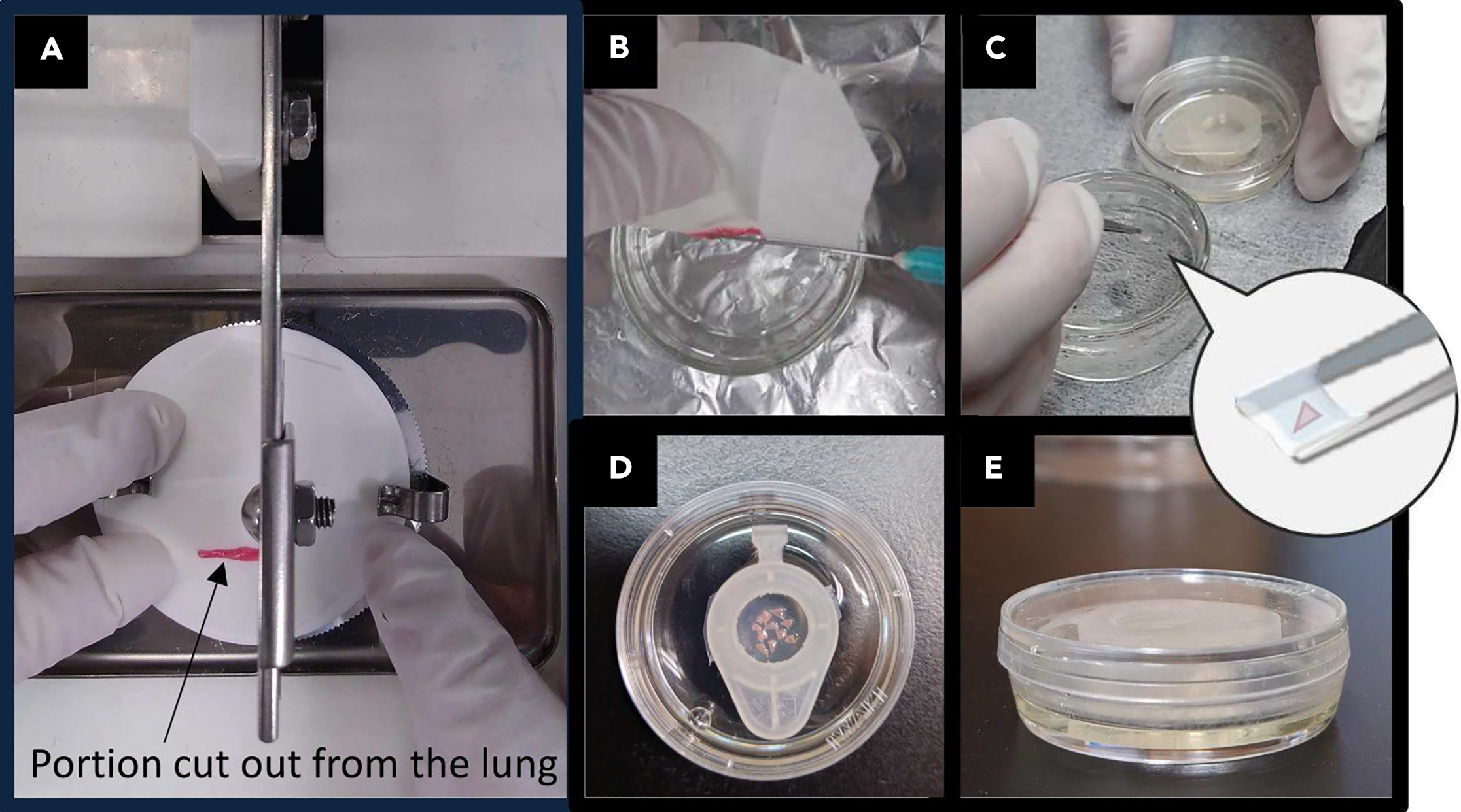Cell Press: STAR Protocols