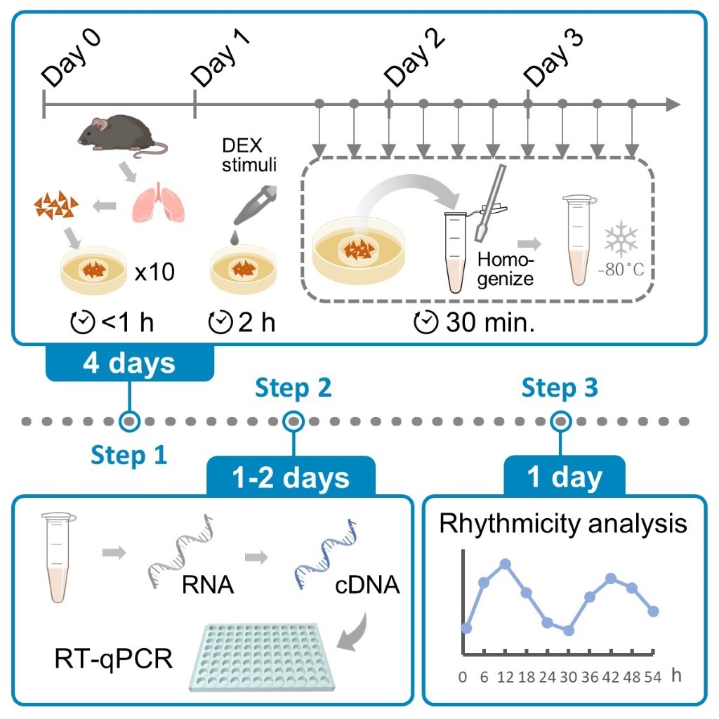 Cell Press: STAR Protocols