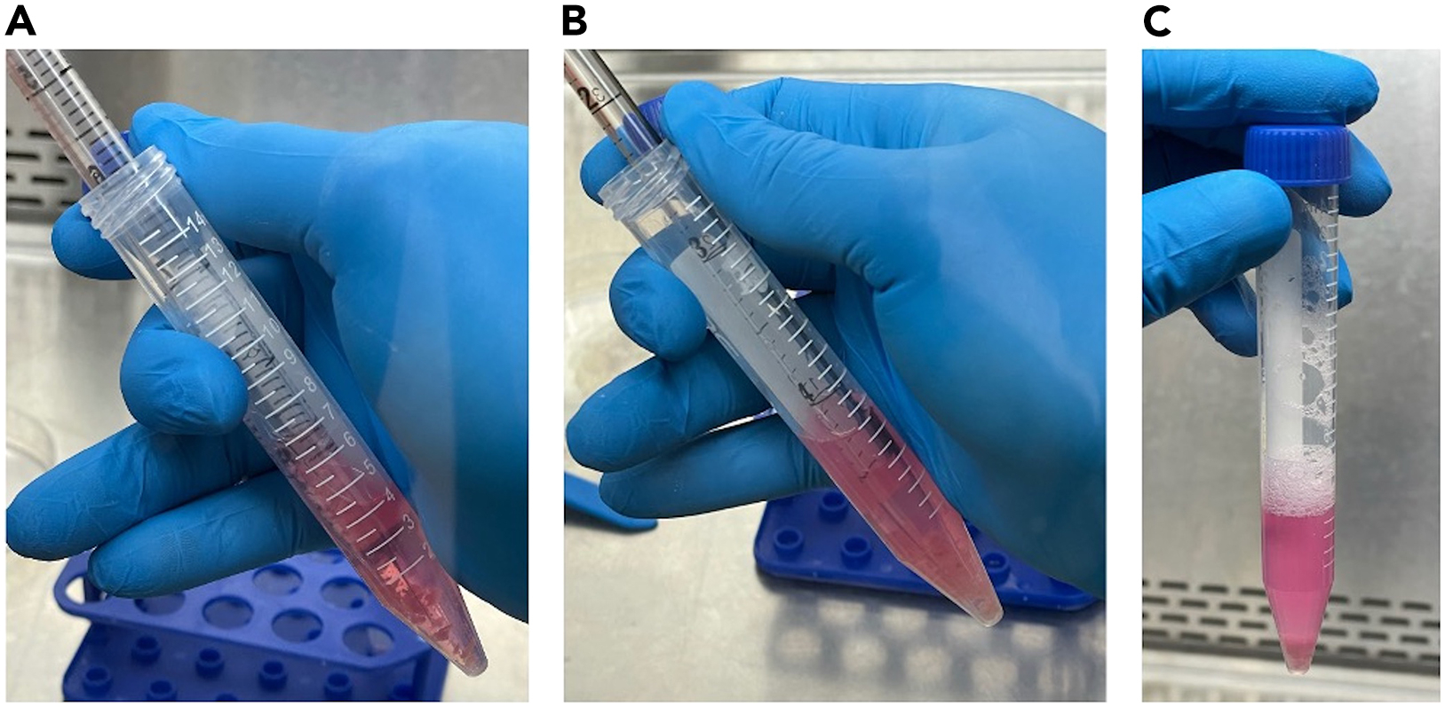 Cell Press: STAR Protocols