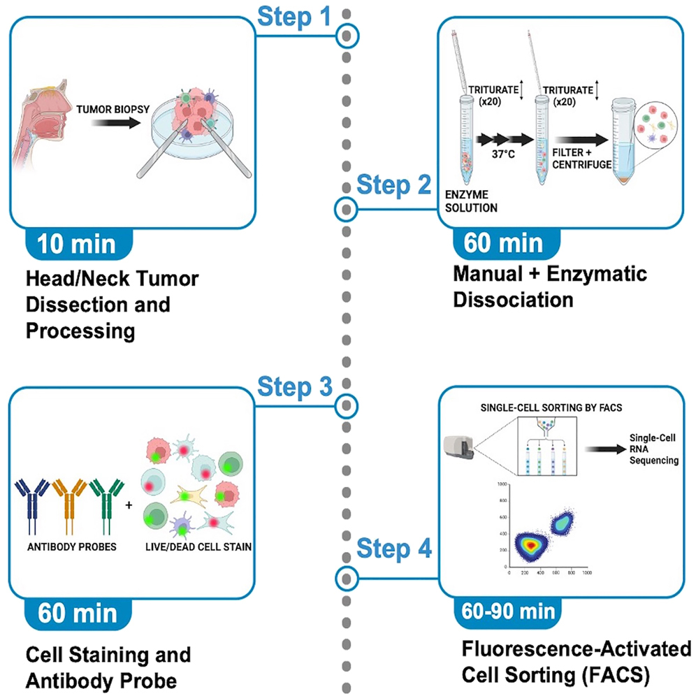 Cell Press: STAR Protocols
