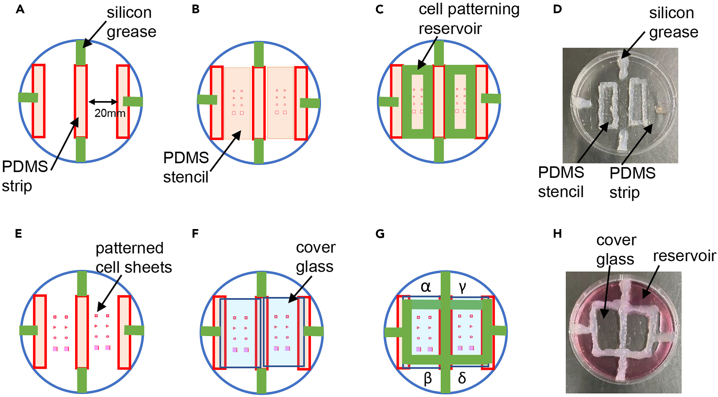 Cell Press: STAR Protocols