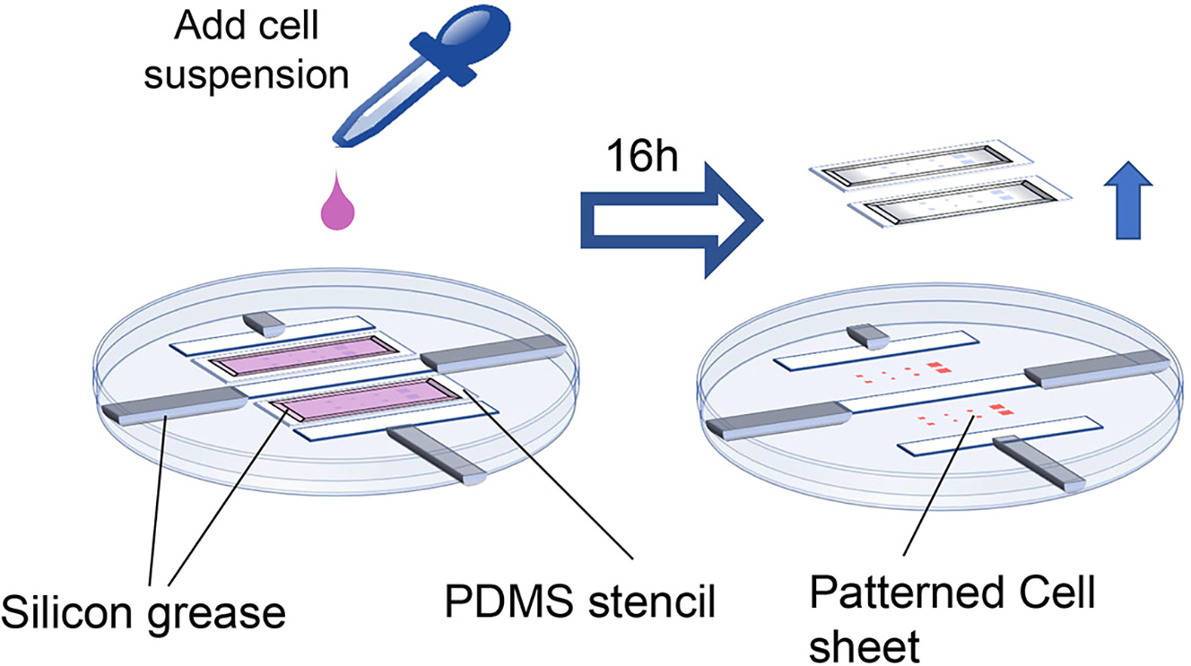 Cell Press: STAR Protocols