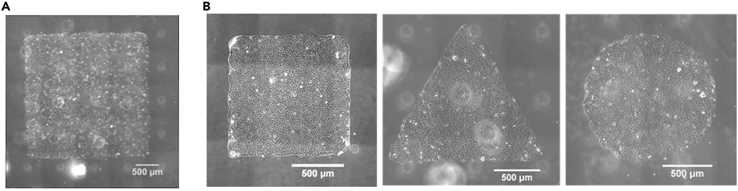 Cell Press: STAR Protocols