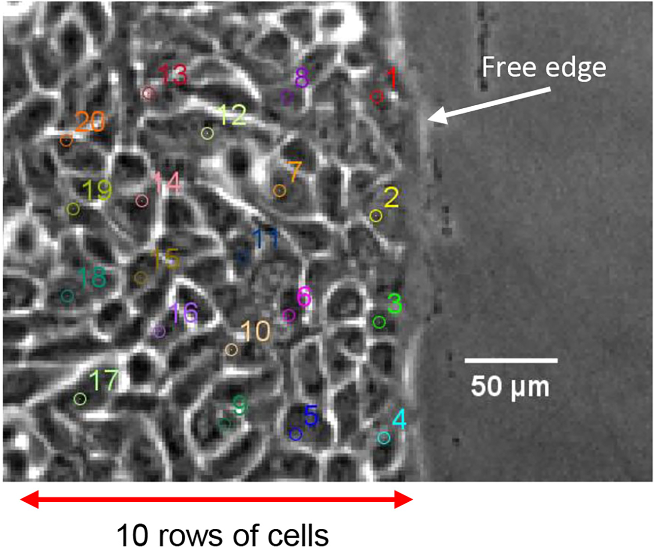 Cell Press: STAR Protocols