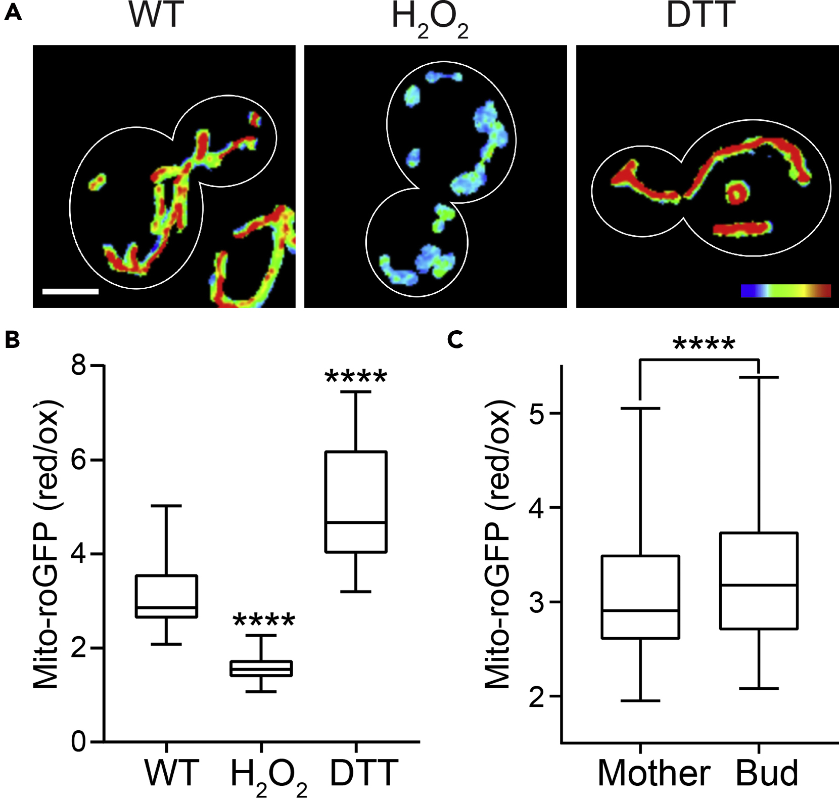 Cell Press: STAR Protocols
