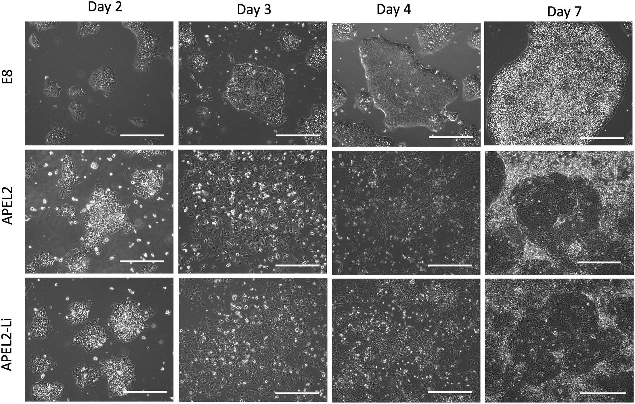 Cell Press: STAR Protocols