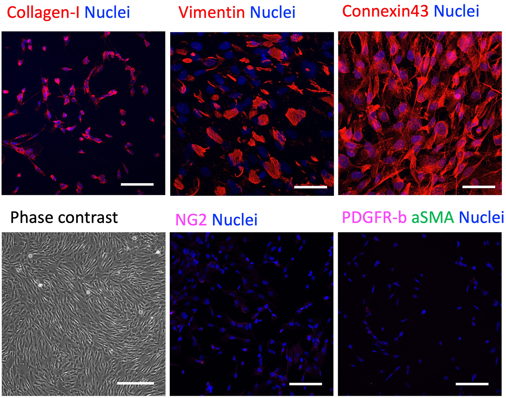 Cell Press: STAR Protocols