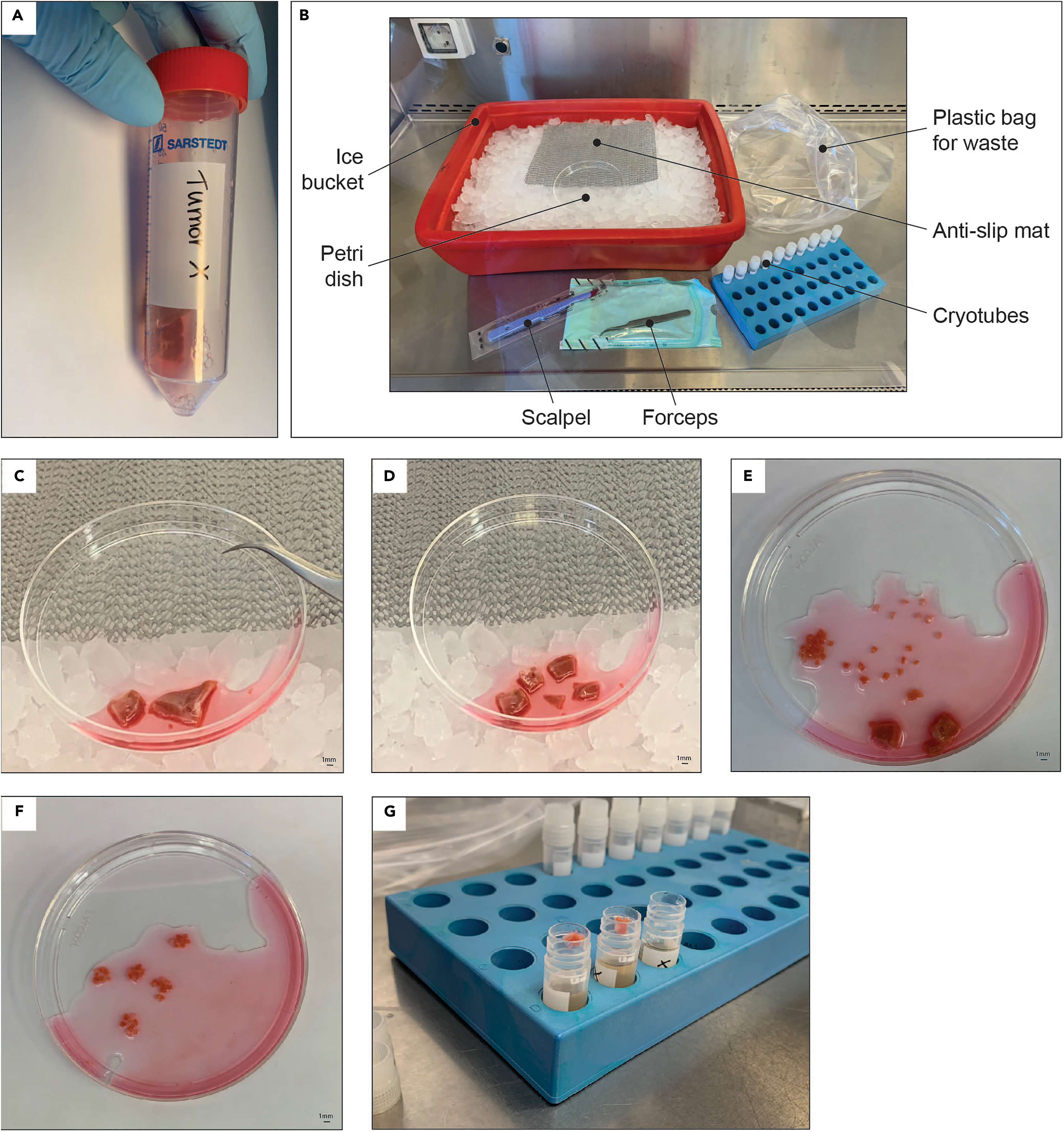 Cell Press: STAR Protocols