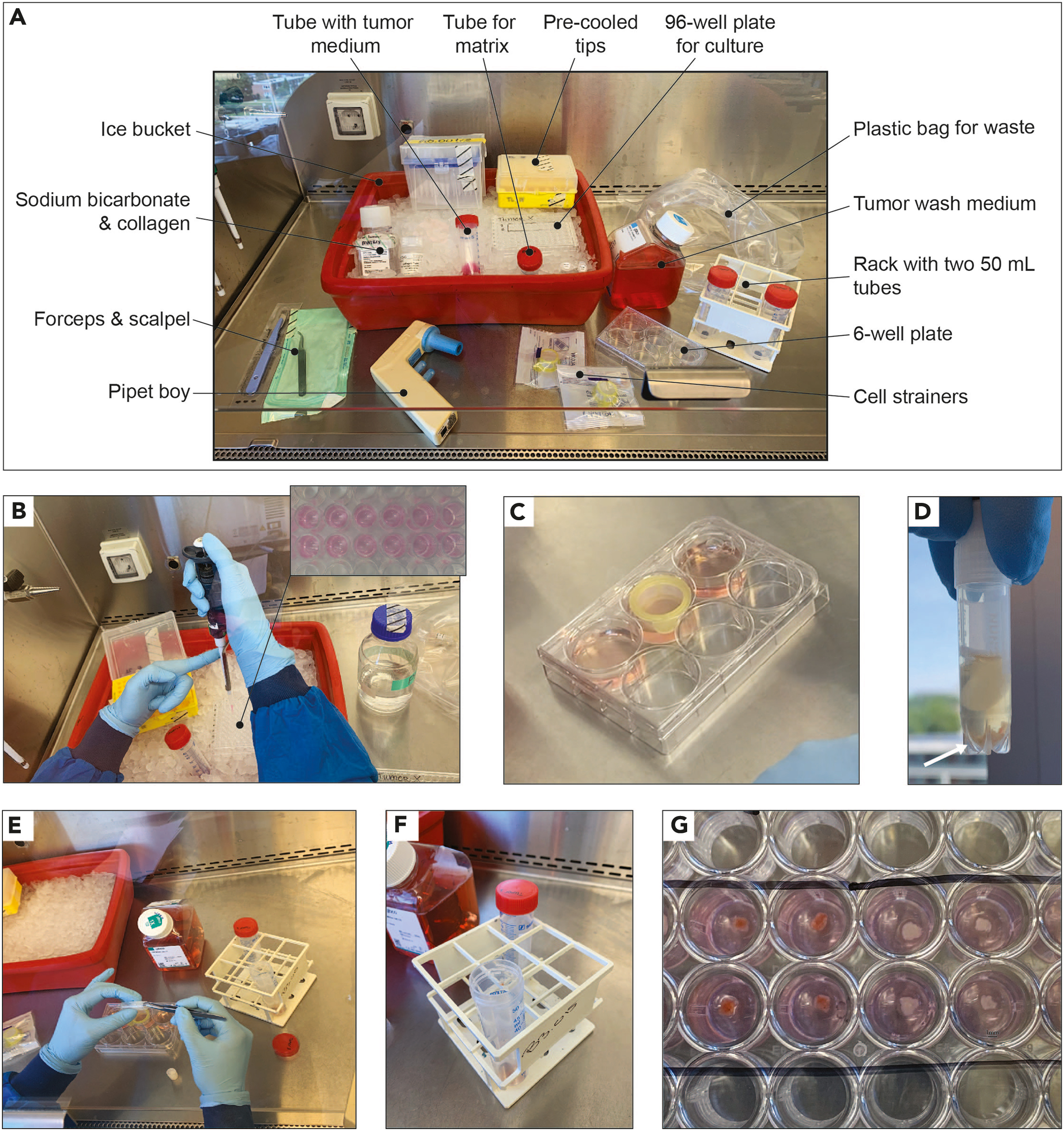 Cell Press: STAR Protocols