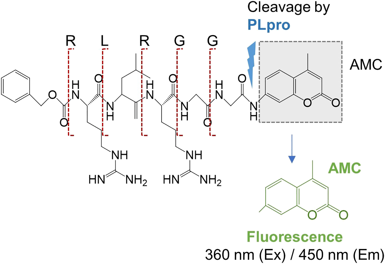 Cell Press: STAR Protocols