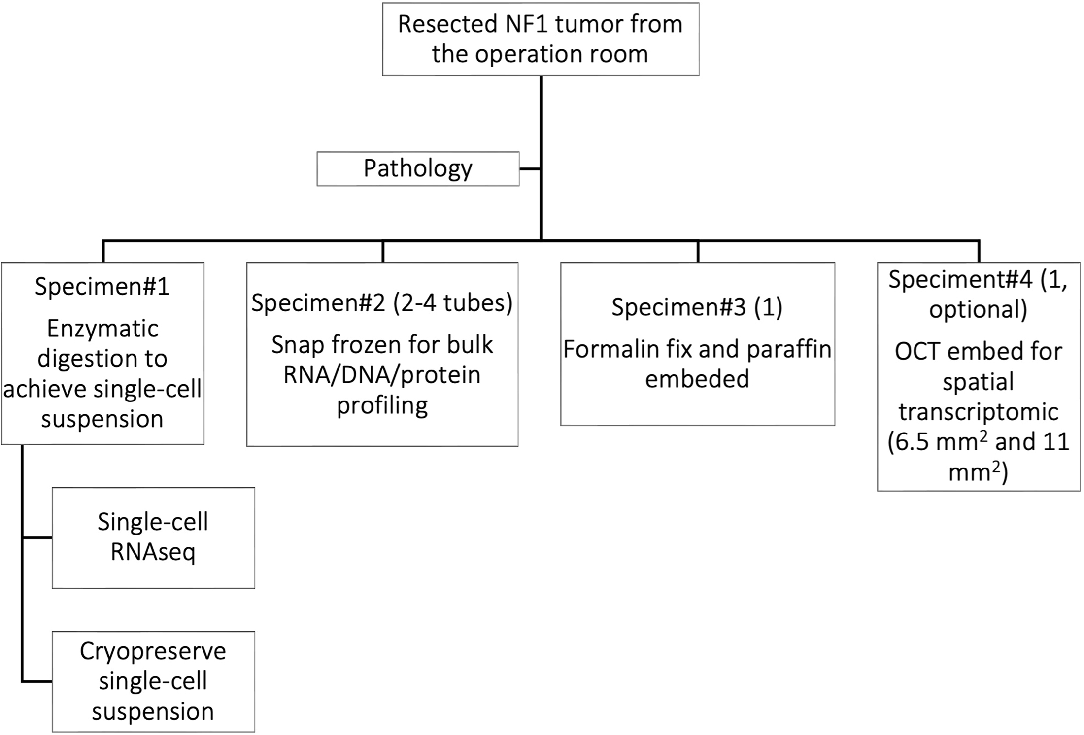 Cell Press: STAR Protocols