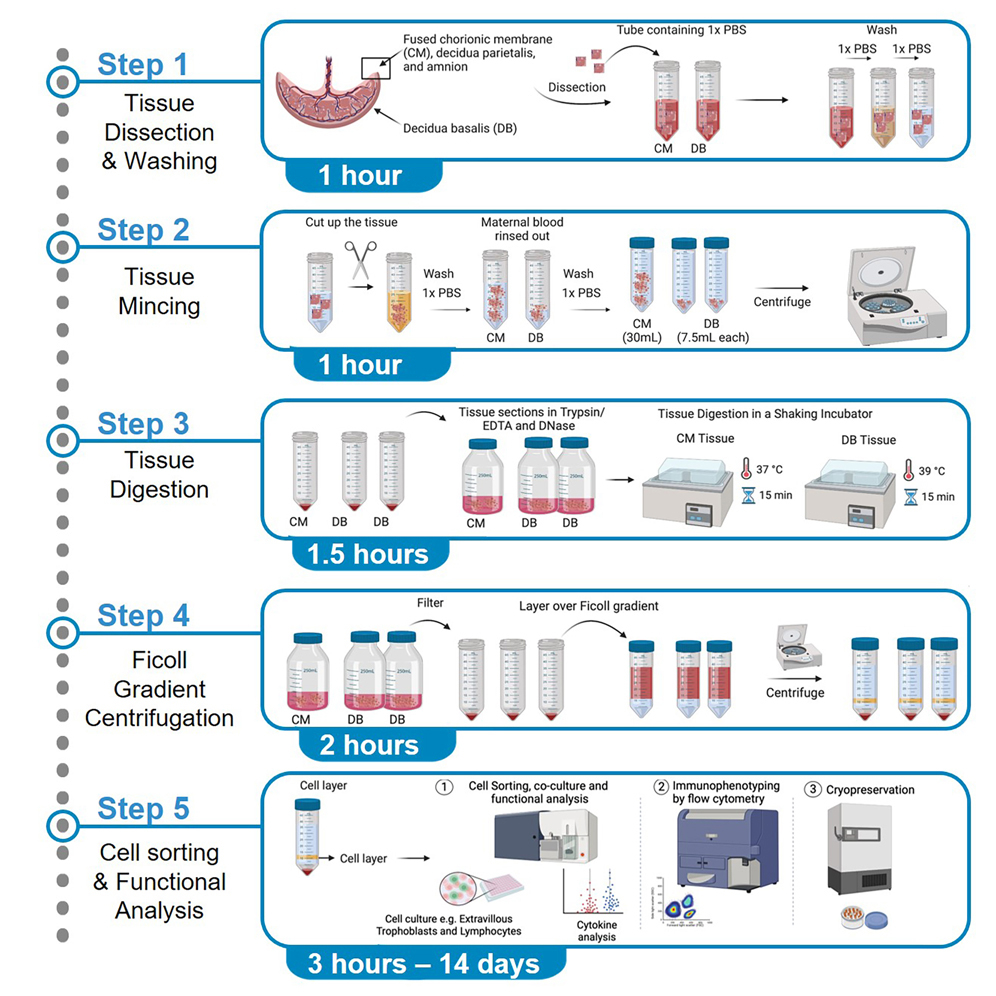 Cell Press: STAR Protocols