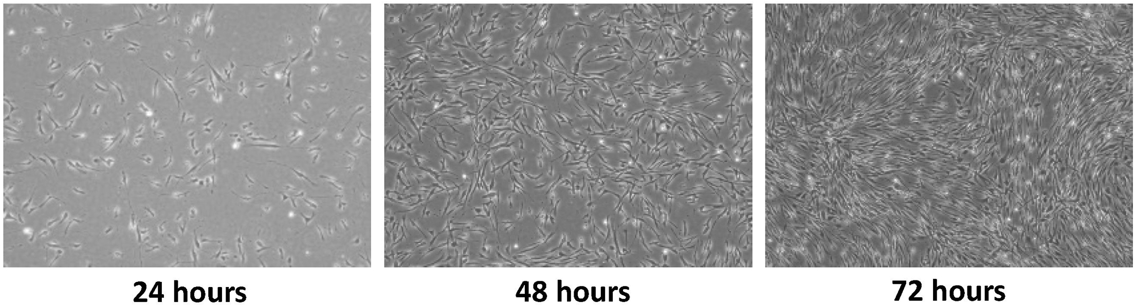 Cell Press: STAR Protocols