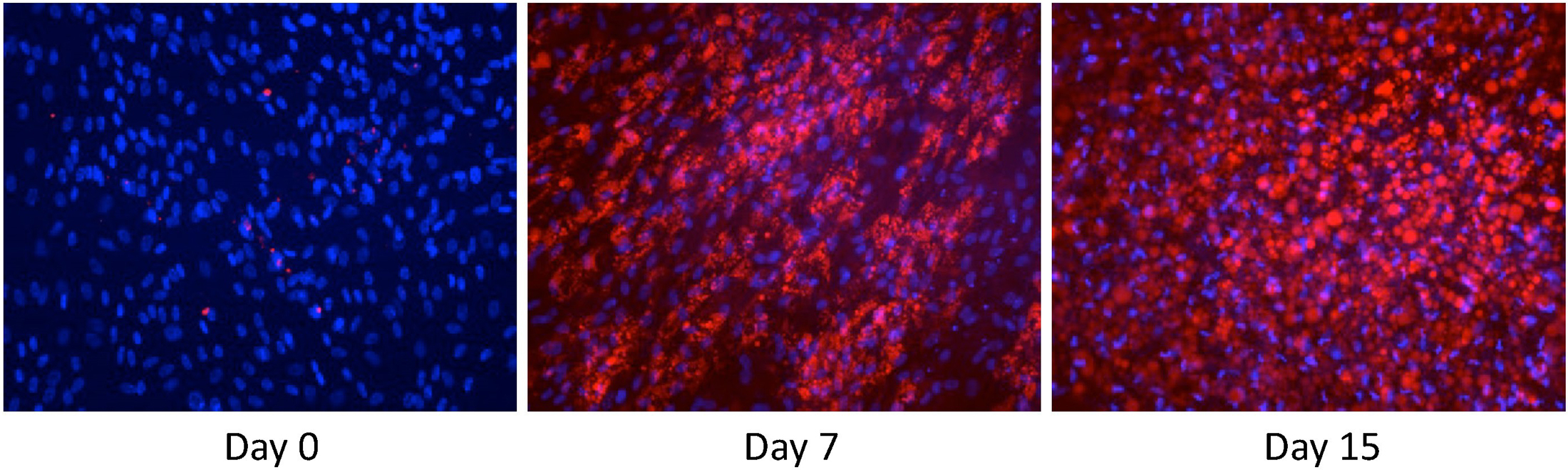 Cell Press: STAR Protocols
