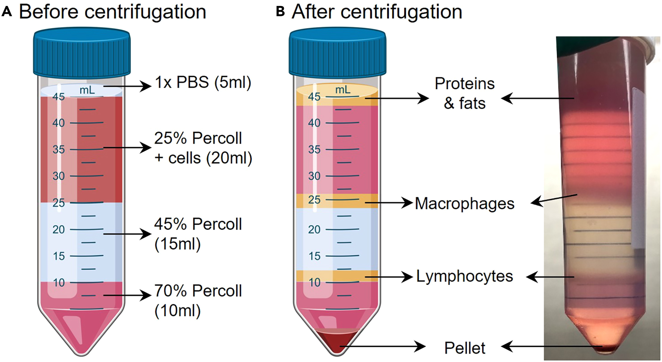 Cell Press: STAR Protocols