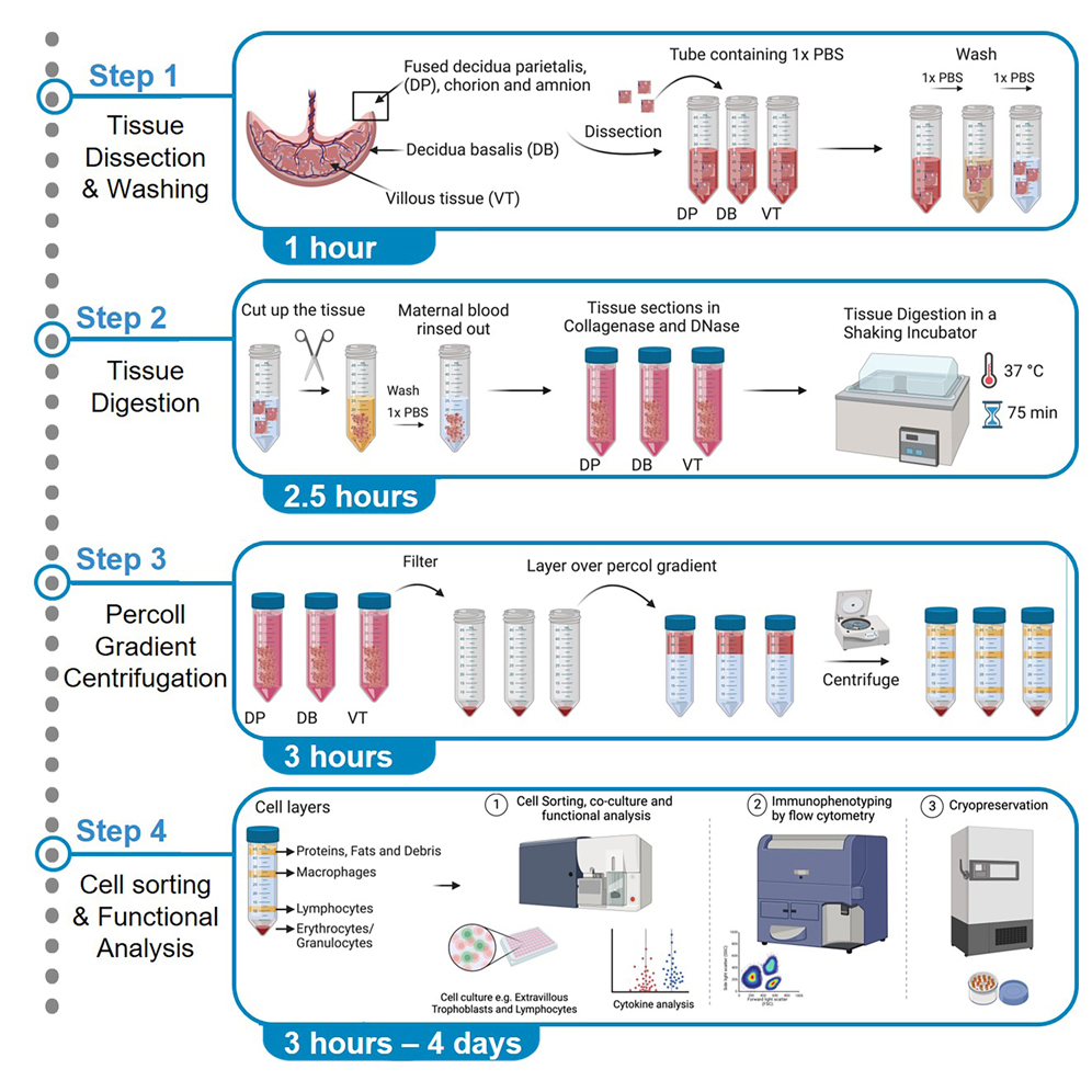 Cell Press: STAR Protocols