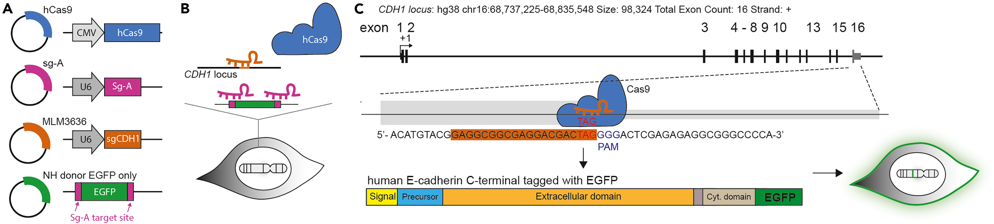 Cell Press: STAR Protocols