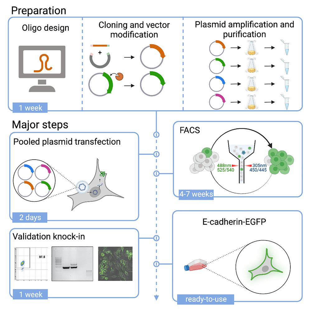 Cell Press: STAR Protocols