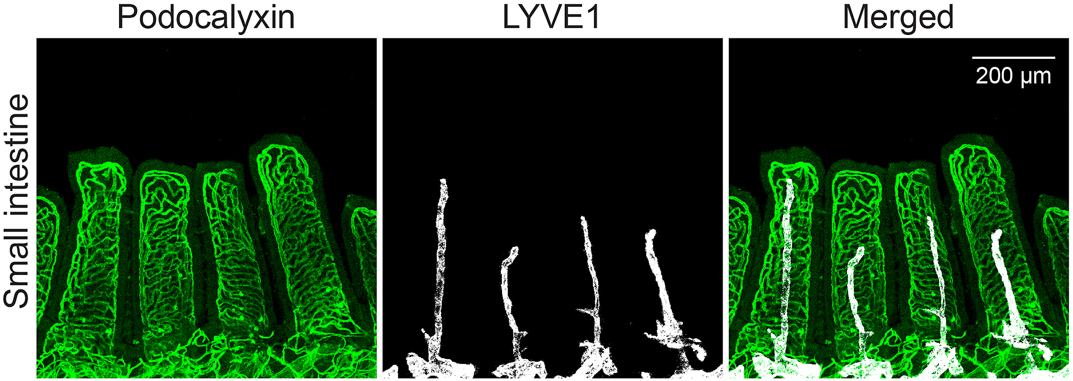 Cell Press: STAR Protocols