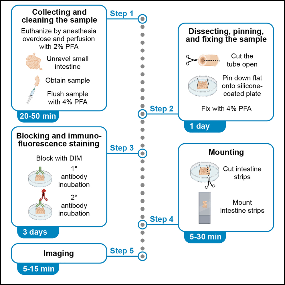 Cell Press: STAR Protocols
