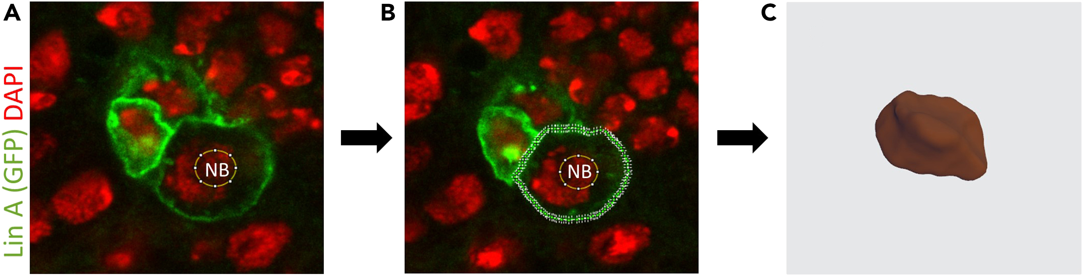 Cell Press: STAR Protocols