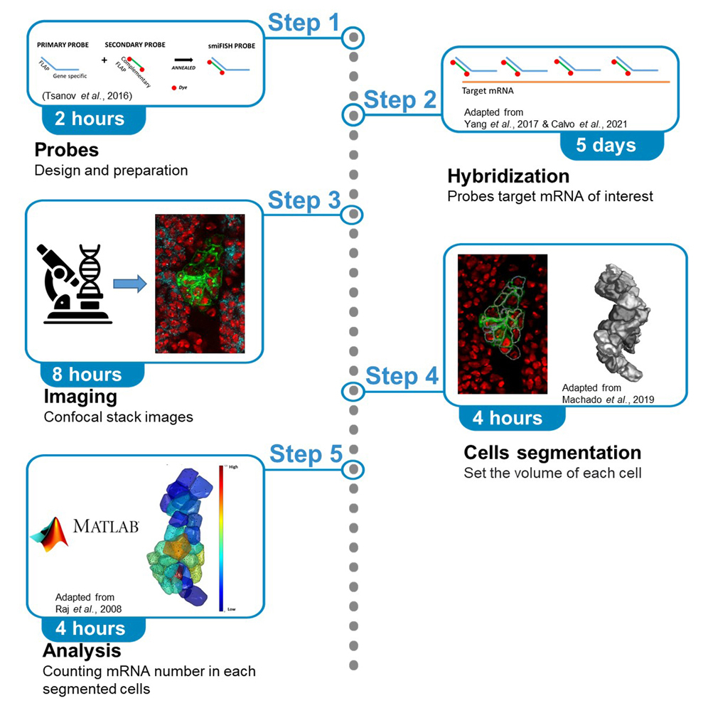 Cell Press: STAR Protocols