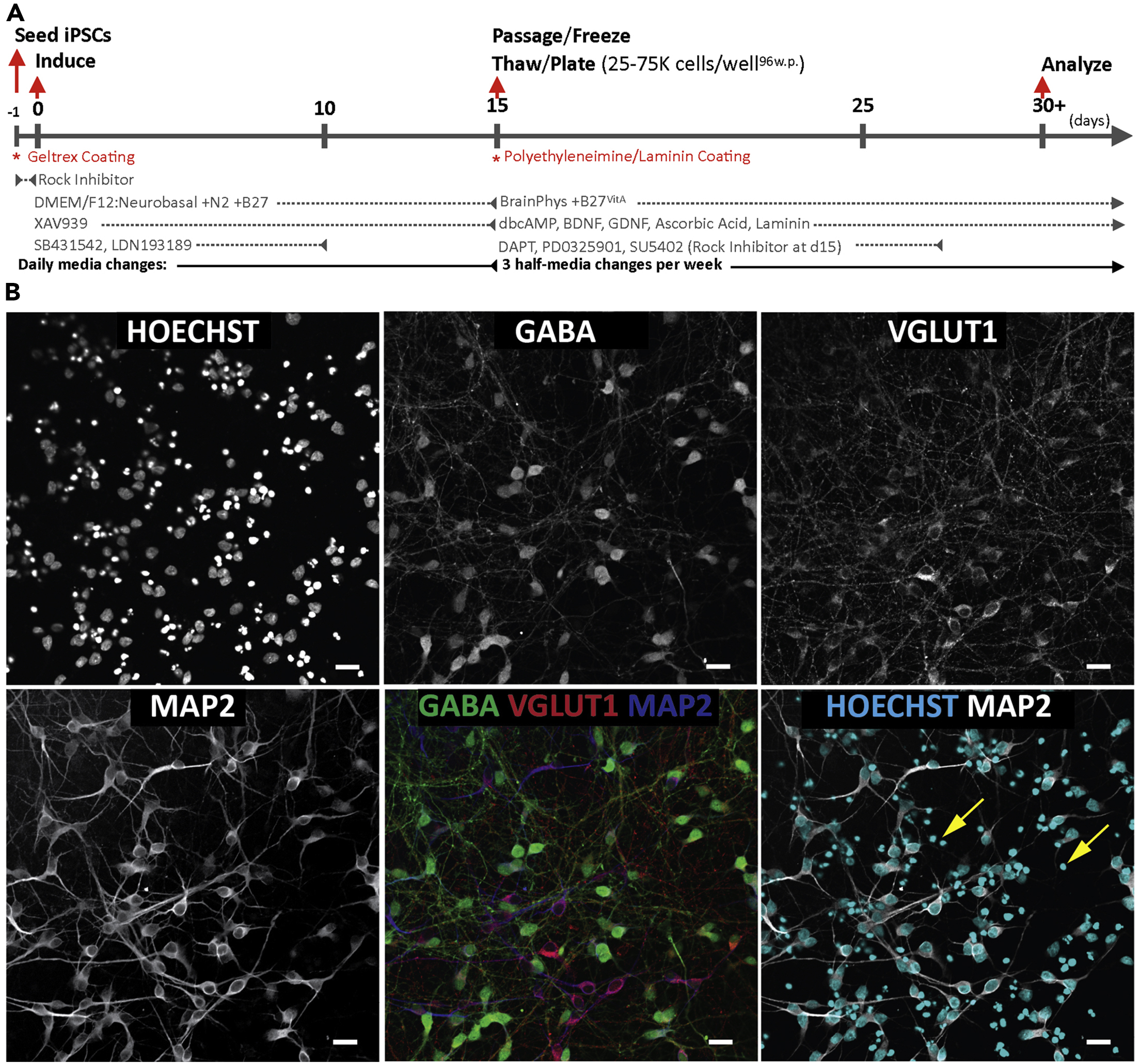 Cell Press: STAR Protocols