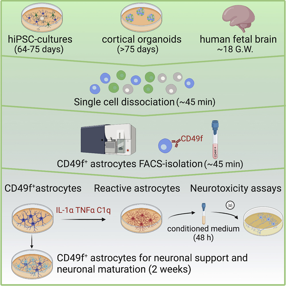 Cell Press: STAR Protocols