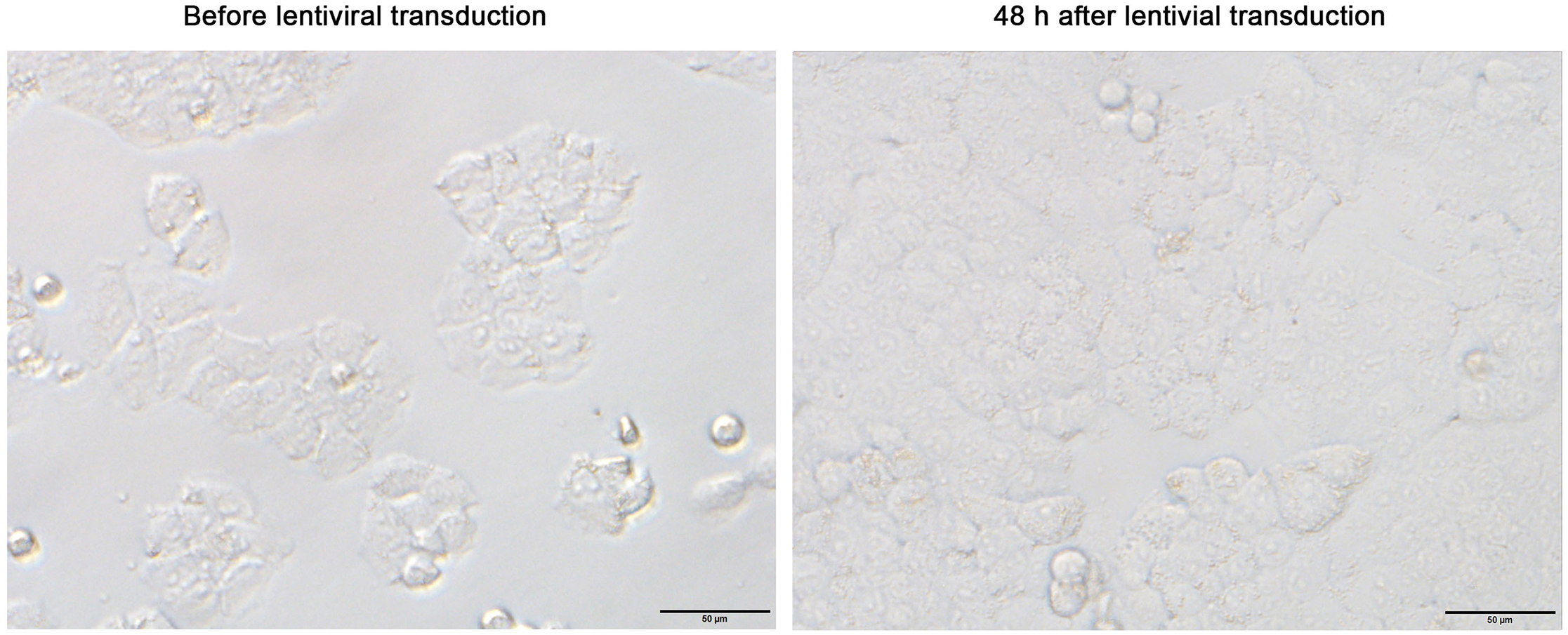 Cell Press: STAR Protocols