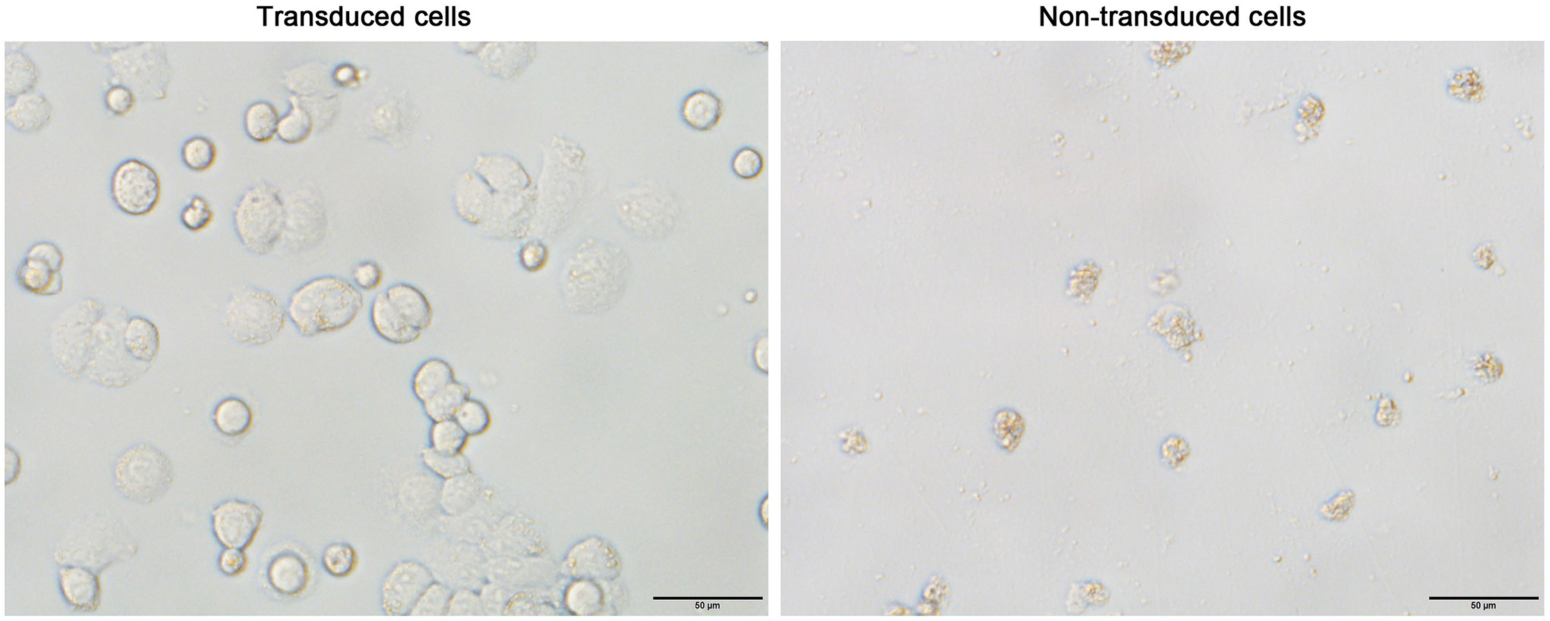 Cell Press: STAR Protocols