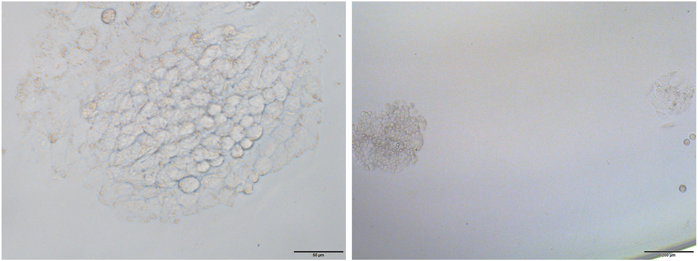 Cell Press: STAR Protocols