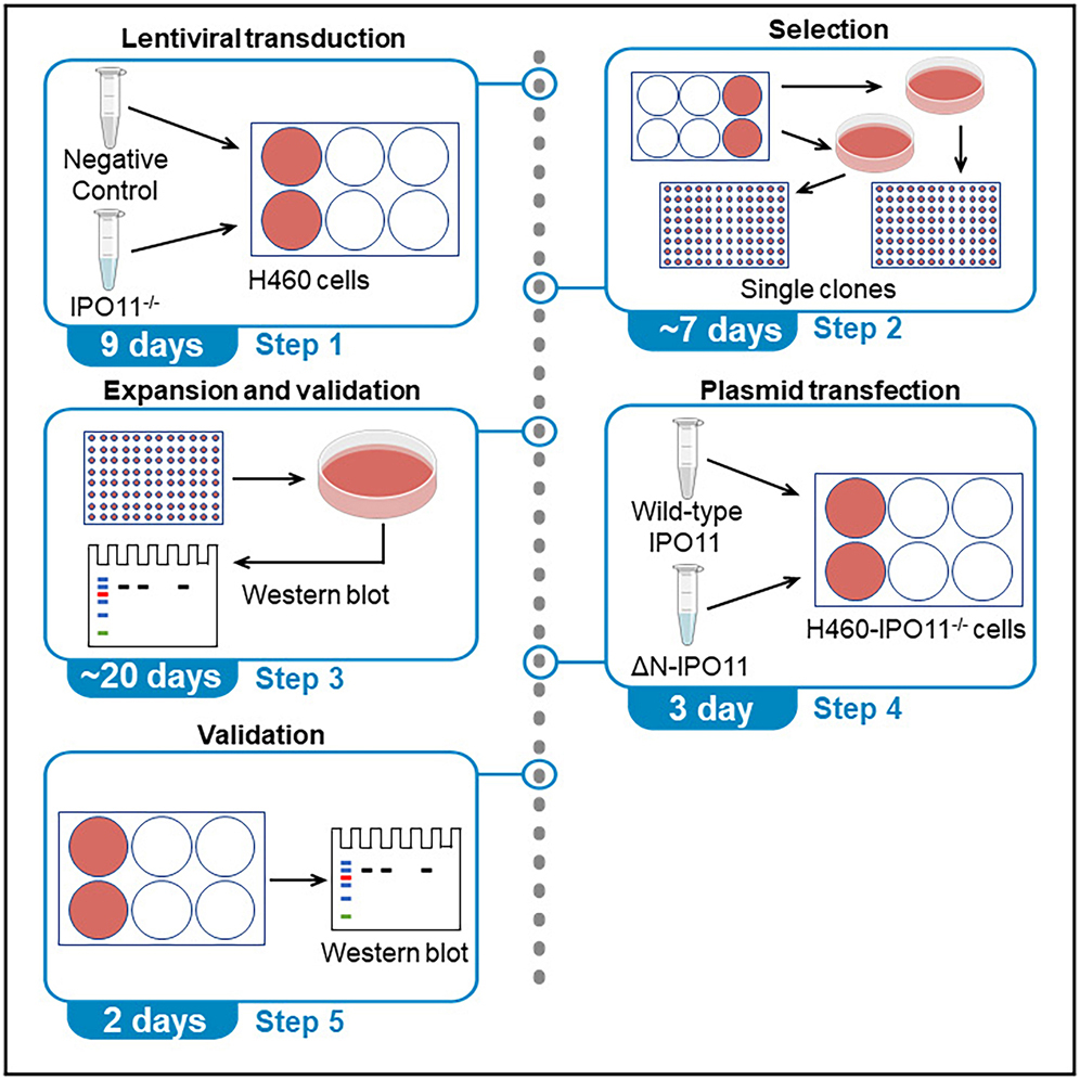 Cell Press: STAR Protocols